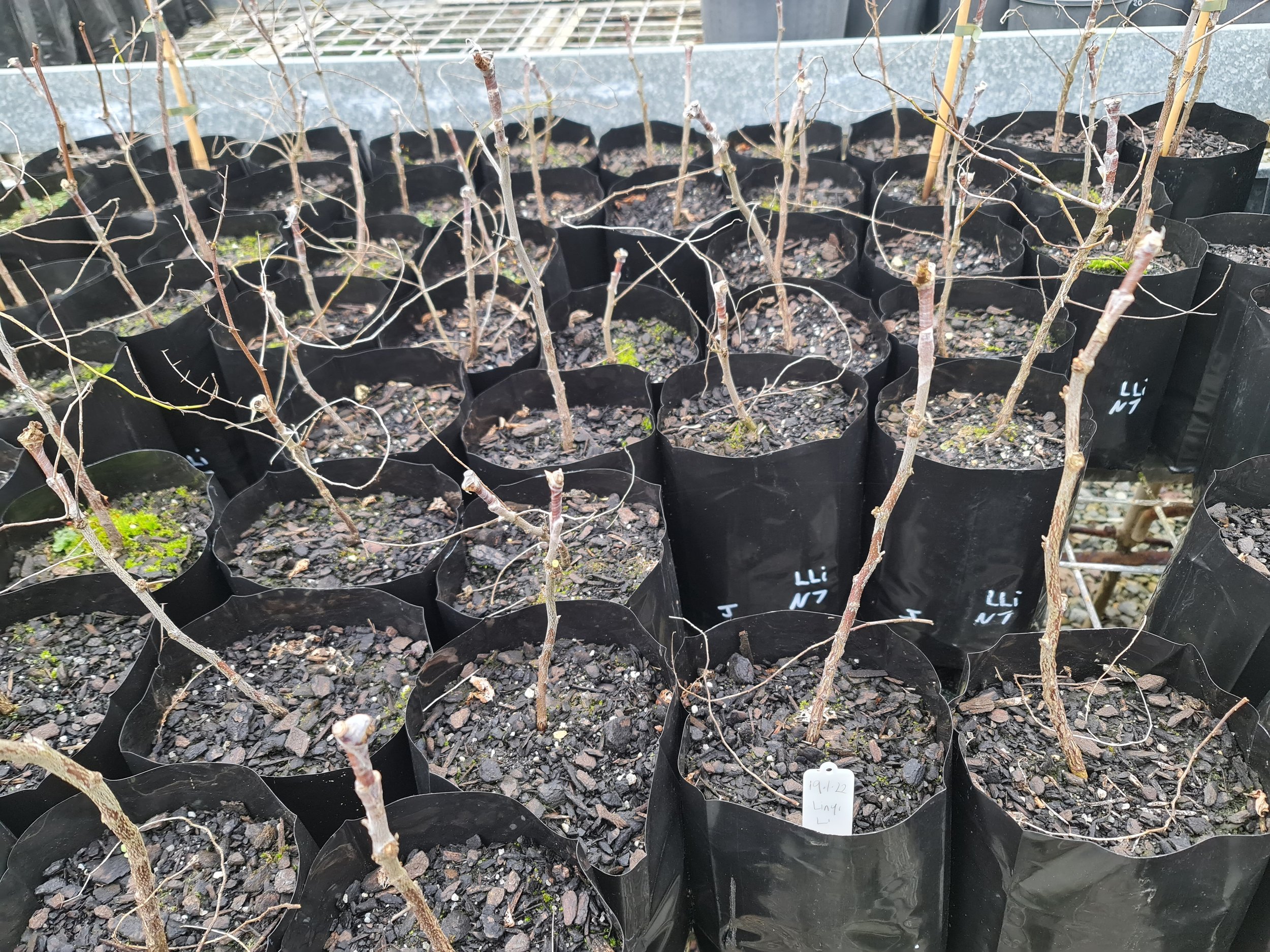 Catalogue — Perrys Fruit & Nut Nursery
