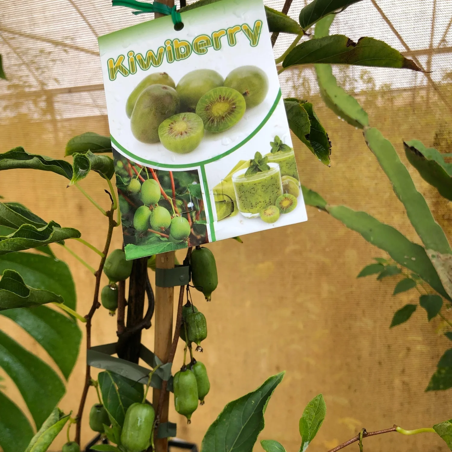 Catalogue — Perrys Fruit & Nut Nursery