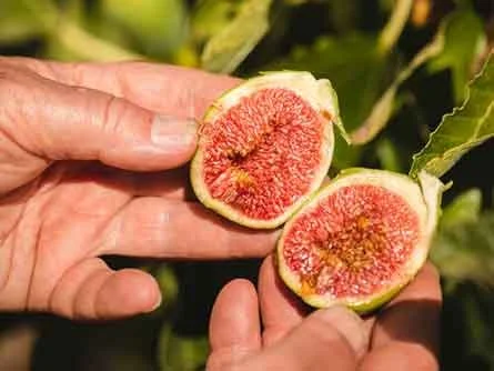 Perrys Fruit & Nut Nursery - Edible Trees South Australia