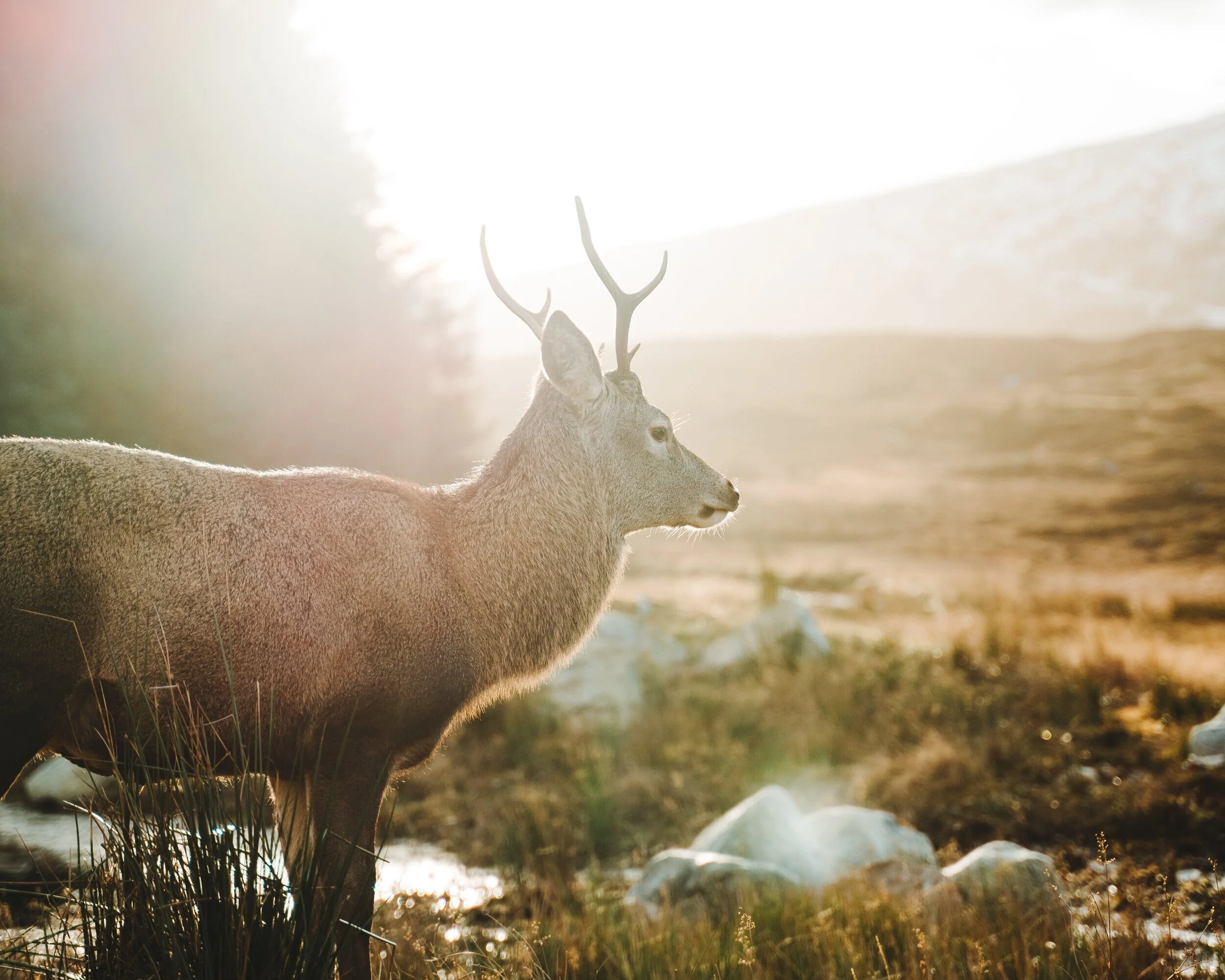 Wild Experiences — Wildland | Scotland