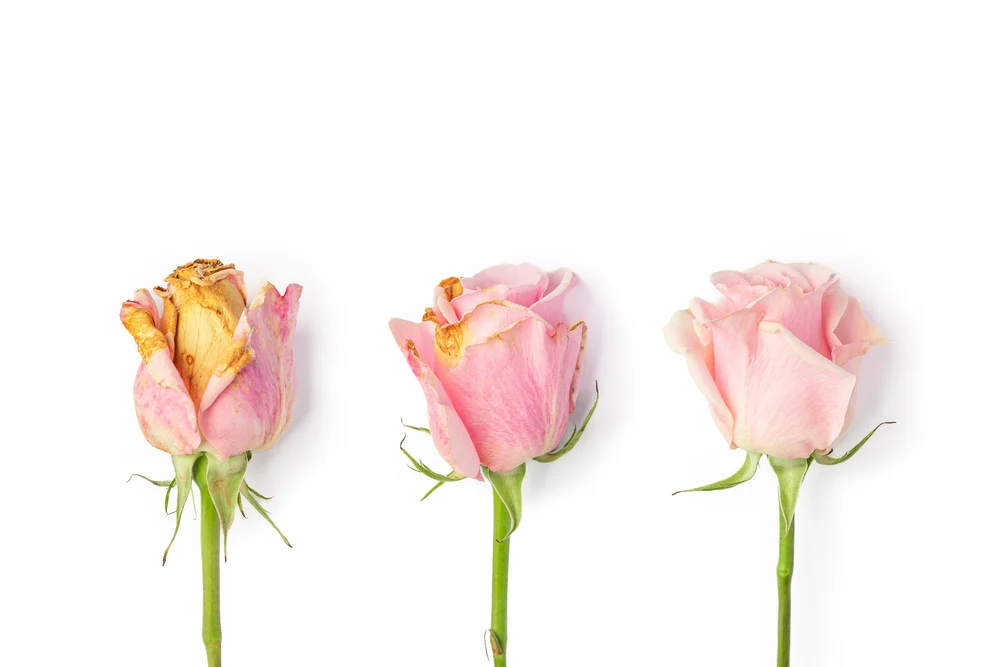 What is a rescue flower? — FloweRescue