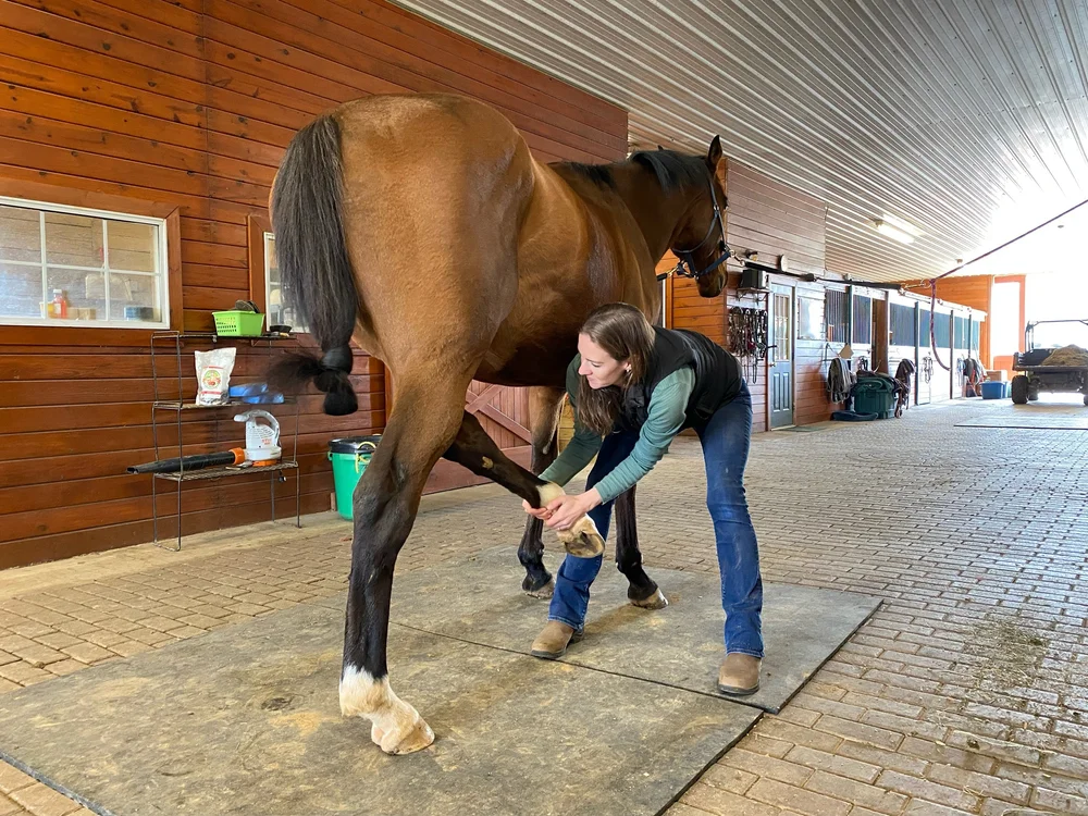 The Importance of Stretching — Veterinary Rehabilitation Services of ...