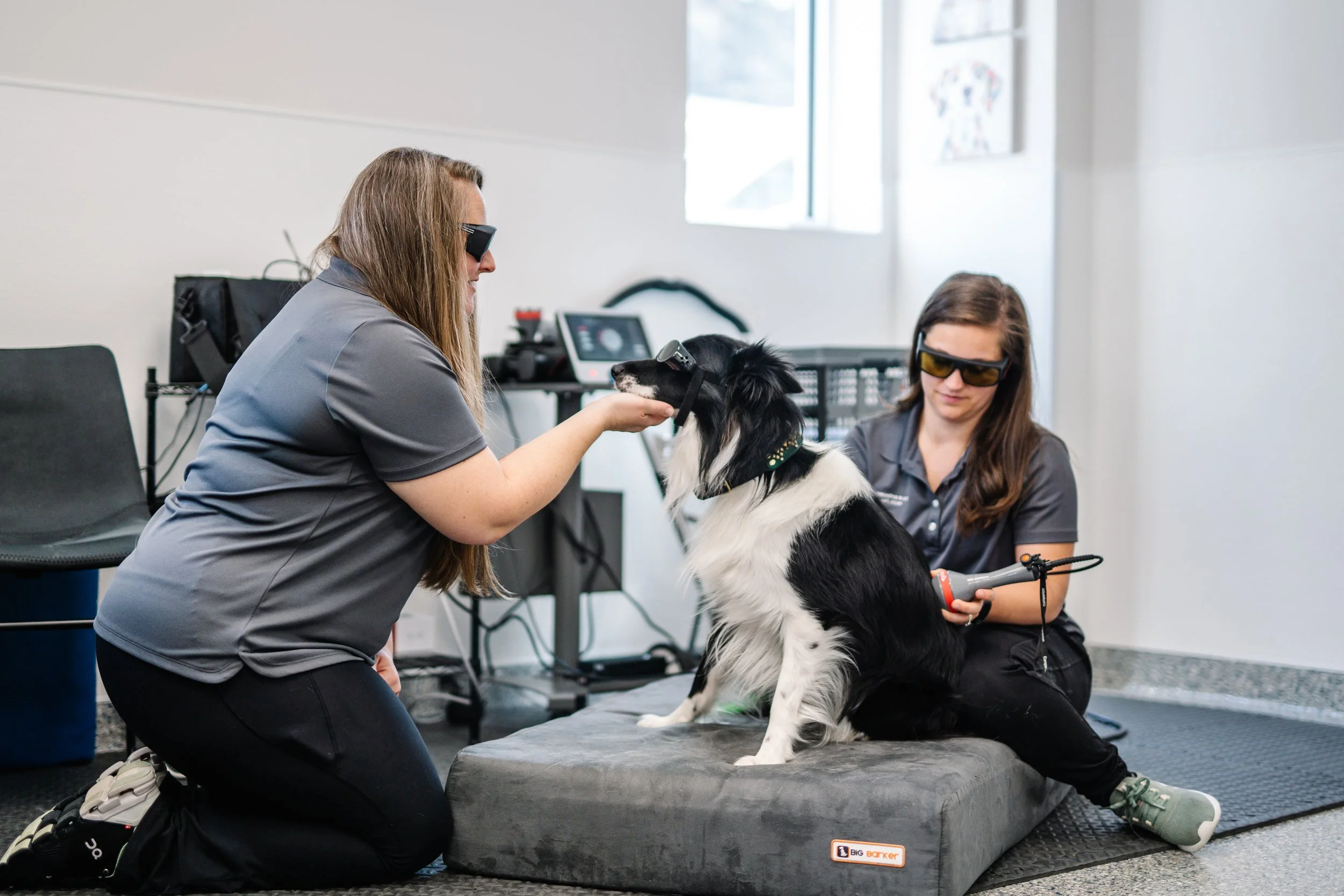 Veterinary Rehabilitation Services of Virginia