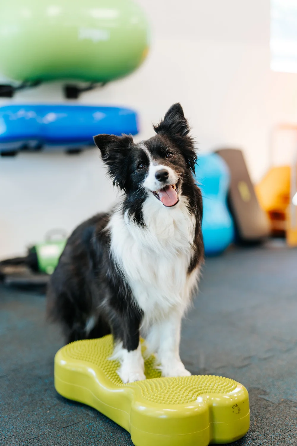 5 Stages of Successful Rehabilitation Therapy — Veterinary ...