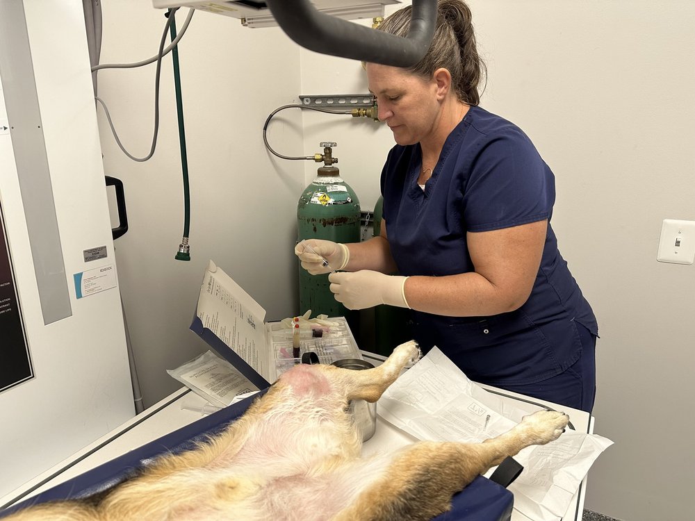 Platelet Rich Plasma in Equine and Canine Rehabilitation — Veterinary ...