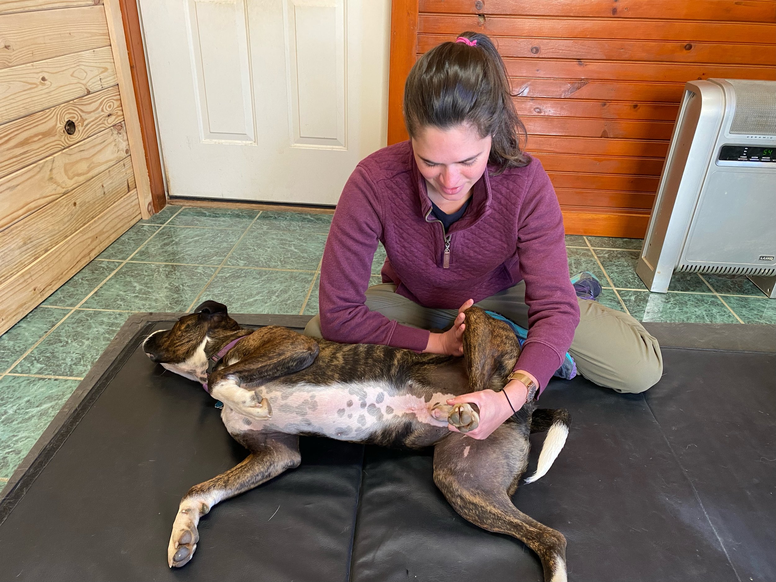 The Importance of Stretching — Veterinary Rehabilitation Services of ...
