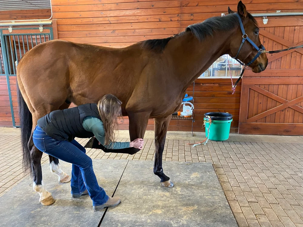 The Importance of Stretching — Veterinary Rehabilitation Services of ...