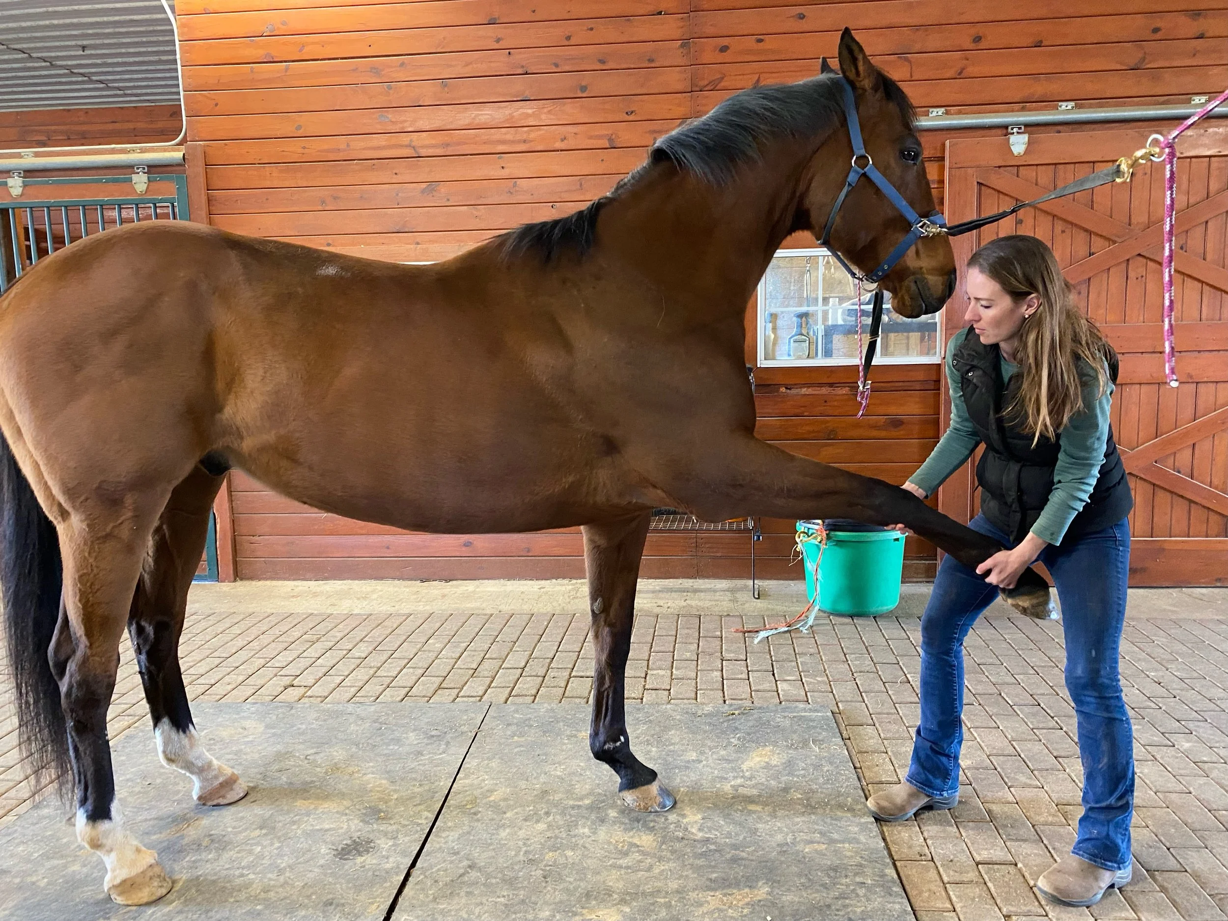 The Importance of Stretching — Veterinary Rehabilitation Services of ...