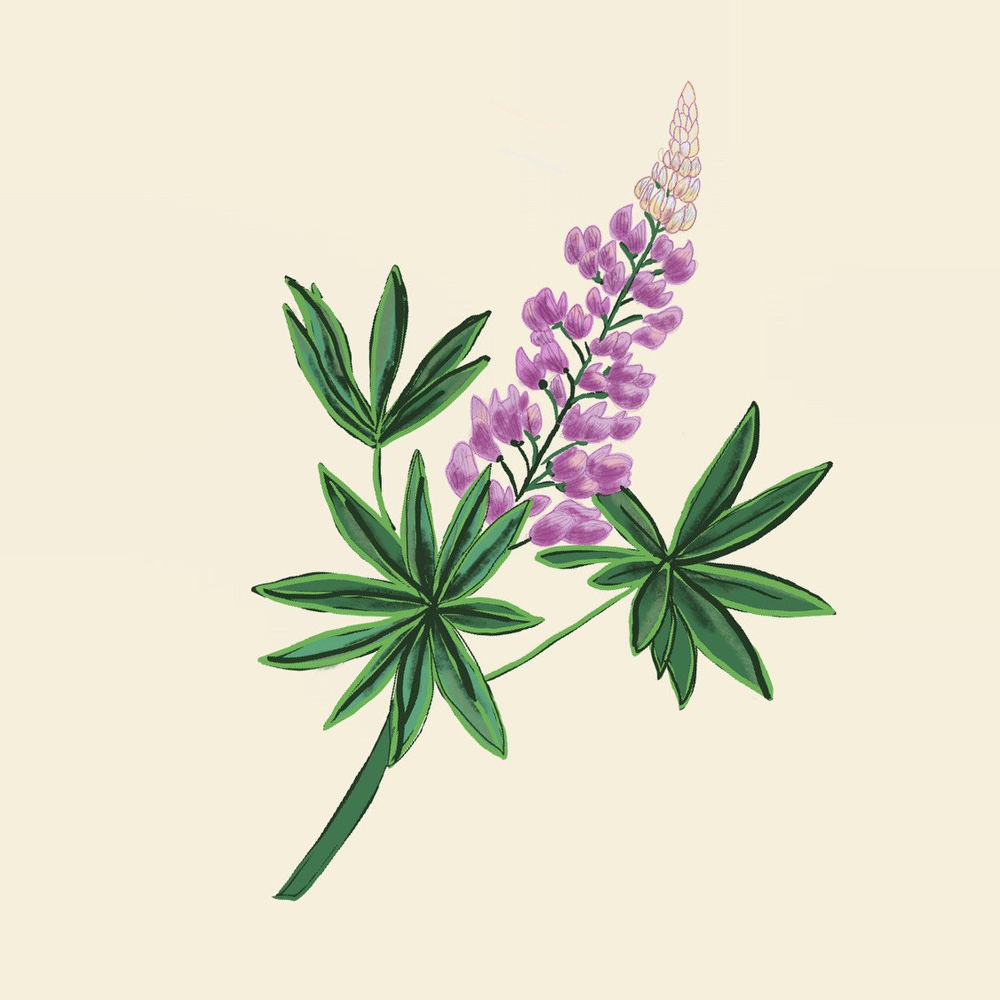 Rosslyn MacKay— MacKay Landscape Design Studio