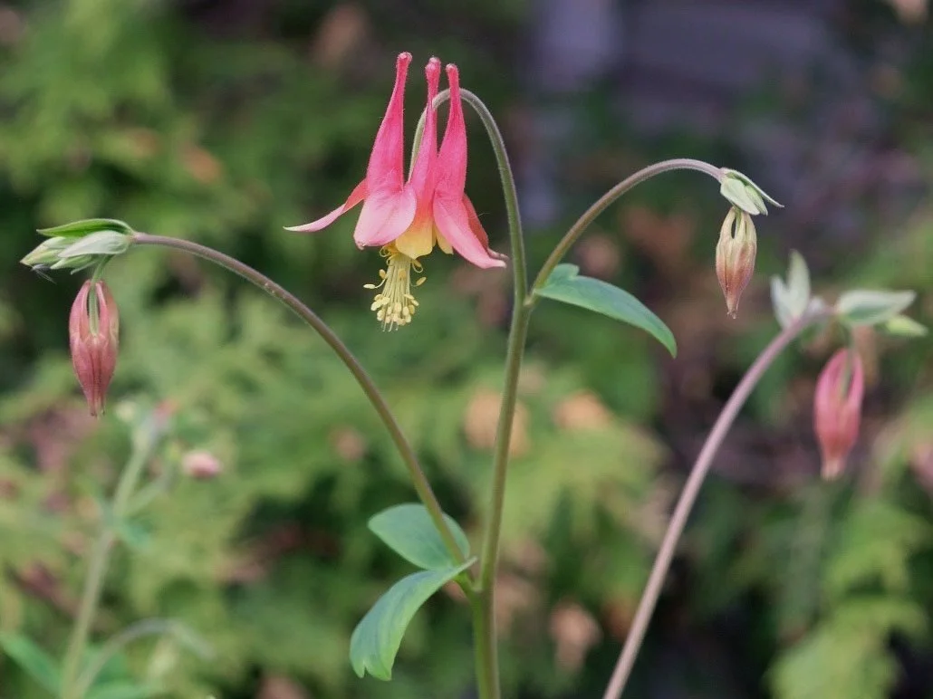 Rosslyn MacKay- MacKay Landscape Design Studio