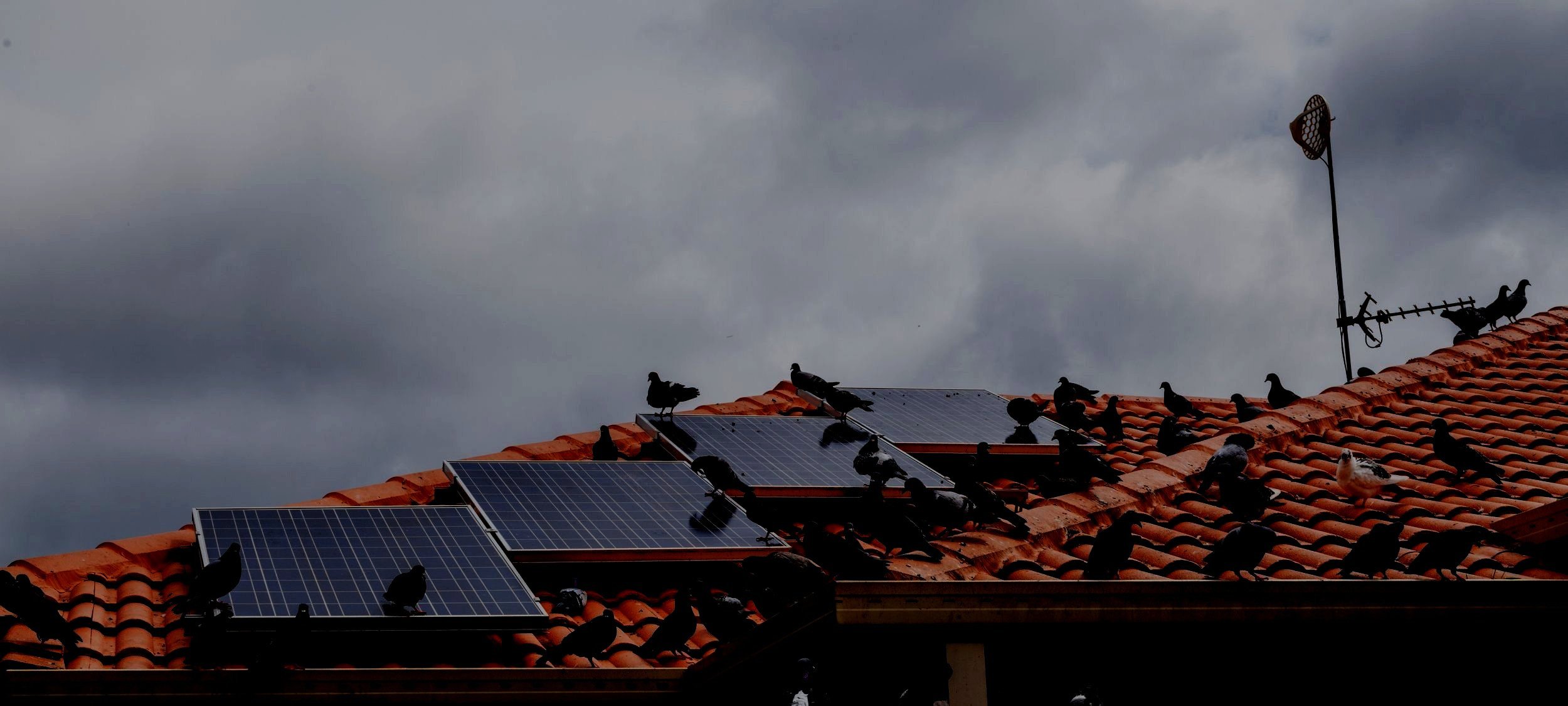 Pigeon Guano Removal - Pigeon Dropping Cleaning Service