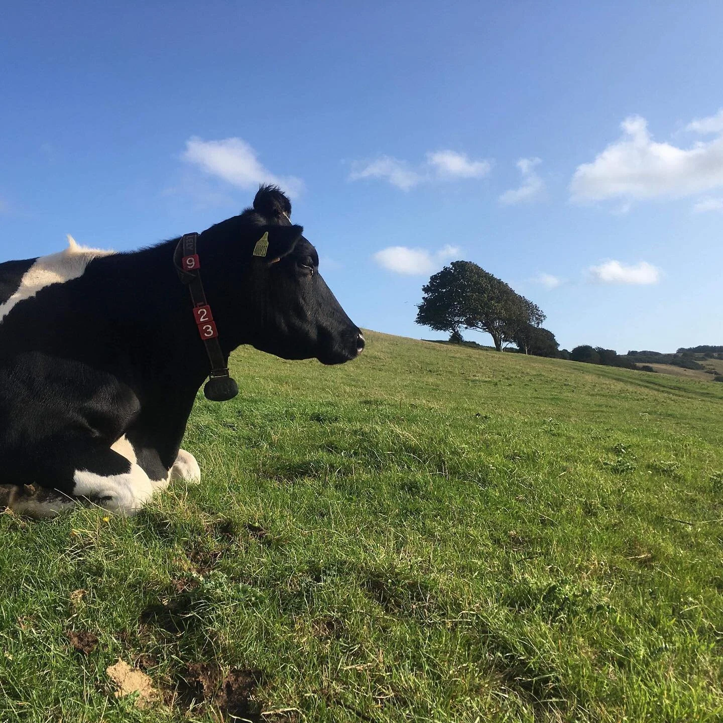 Our Pumpkins — South Farm Rodmell