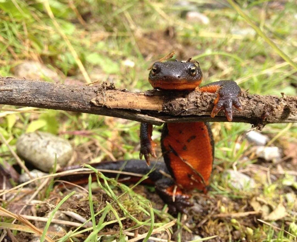 General 6 — Westland Resources Ltd.