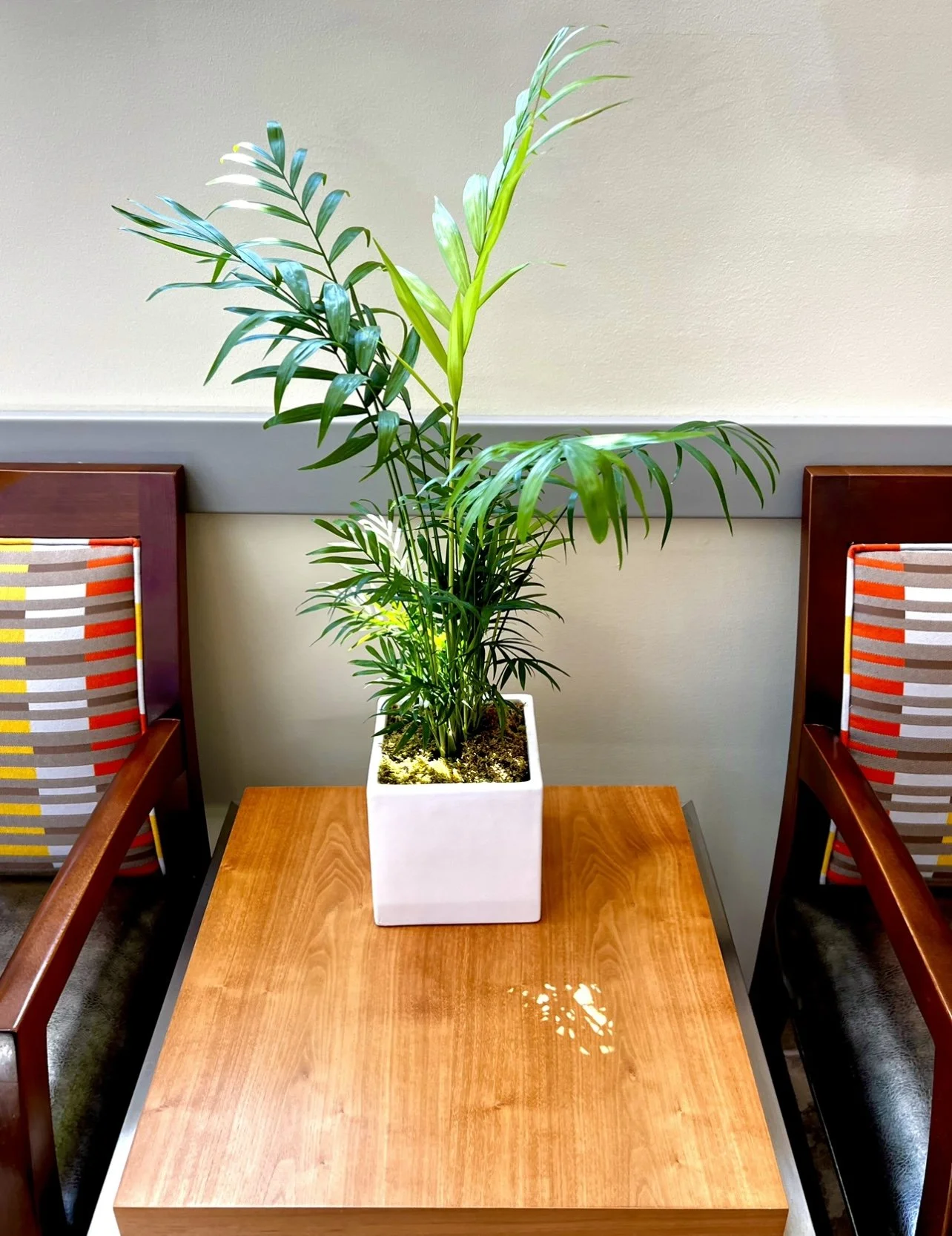 Commercial Plant Maintenance — The Flower Cupboard Williamsburg, Virginia