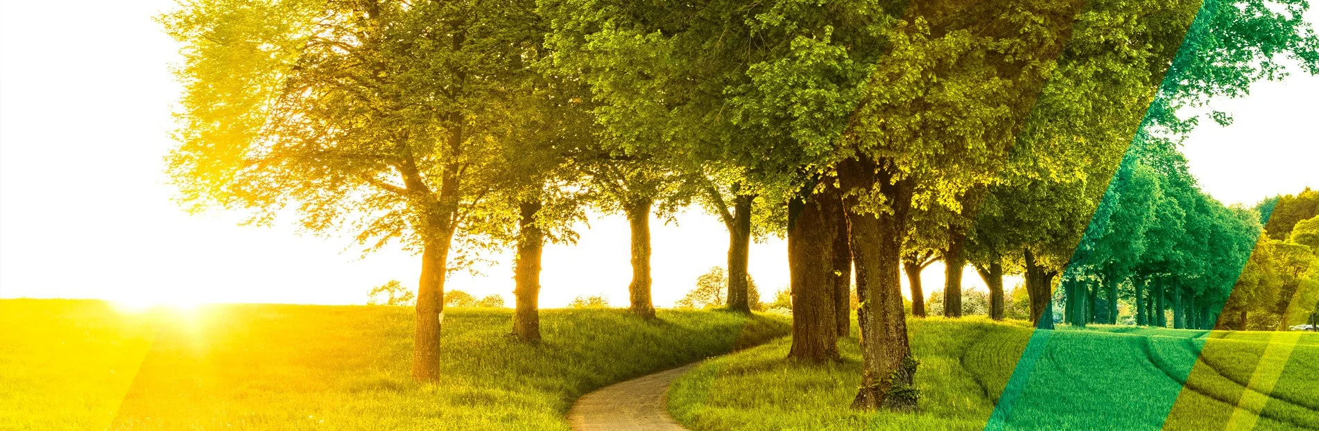 About Us — SOLID GROUND COUNSELING