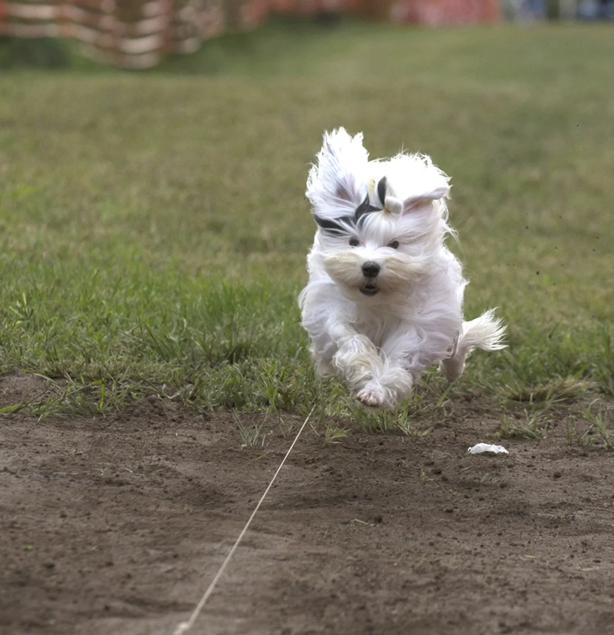 Fast CAT — Showcase for Dogs