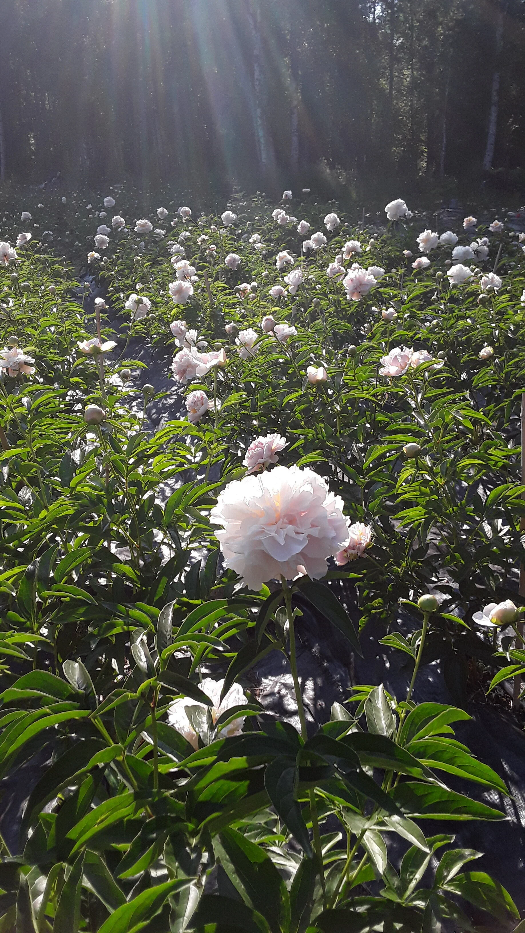Alaska Prancing Peony Farms - Alaska fresh-cut peonies