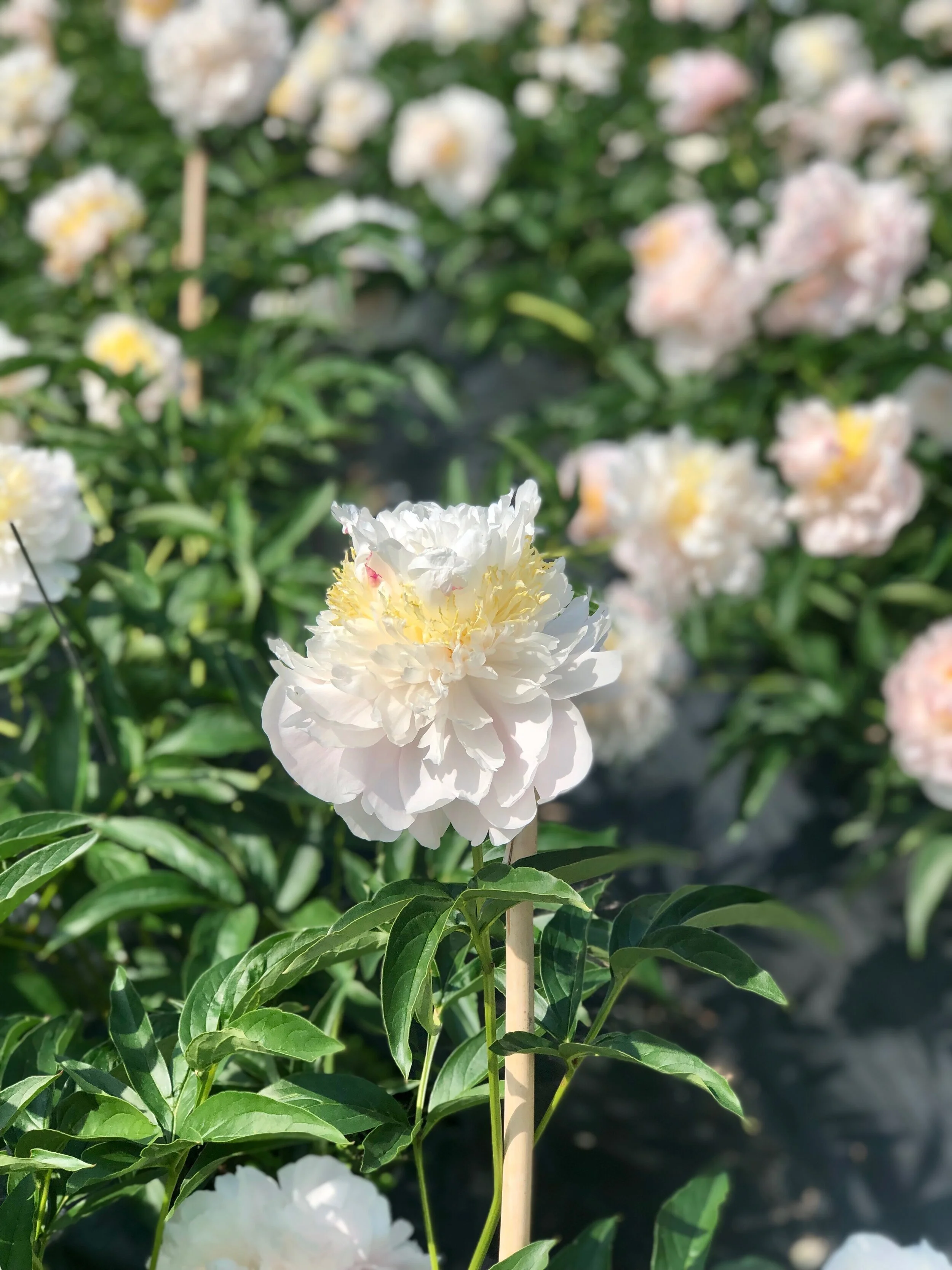 Alaska Prancing Peony Farms - Alaska fresh-cut peonies