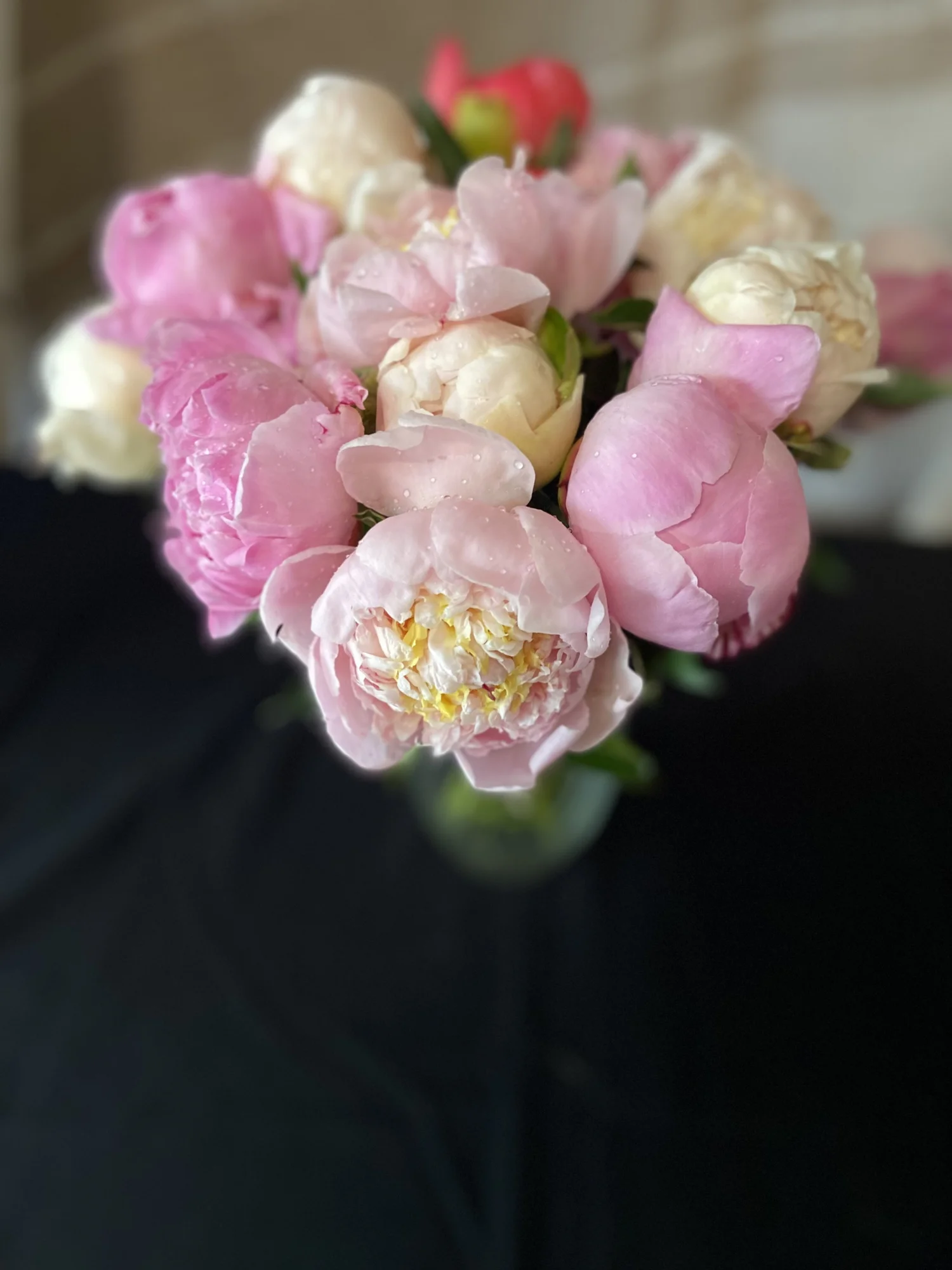 Alaska Prancing Peony Farms - Alaska fresh-cut peonies