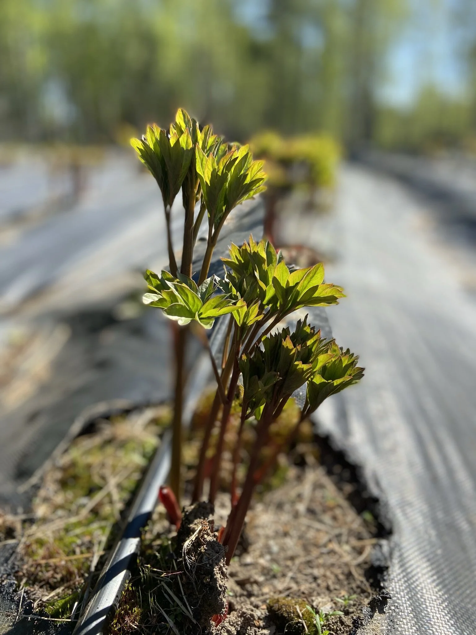 Alaska Prancing Peony Farms - Alaska fresh-cut peonies