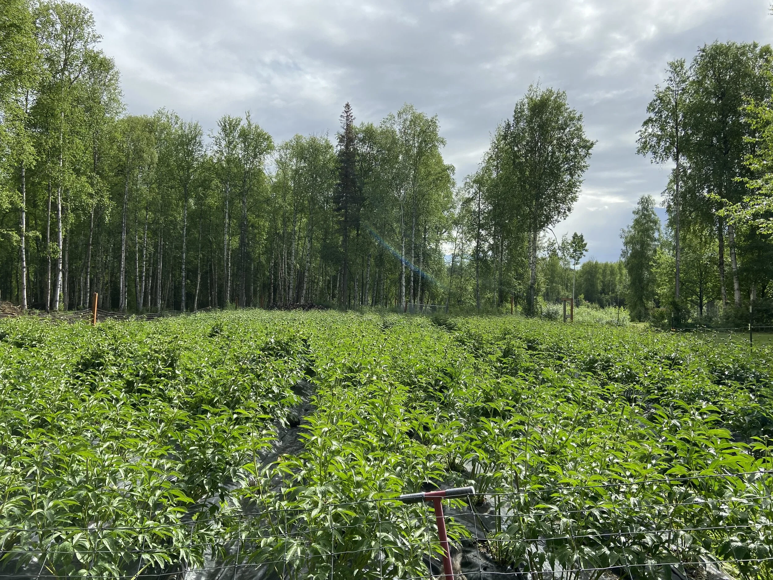 Alaska Prancing Peony Farms - Alaska fresh-cut peonies