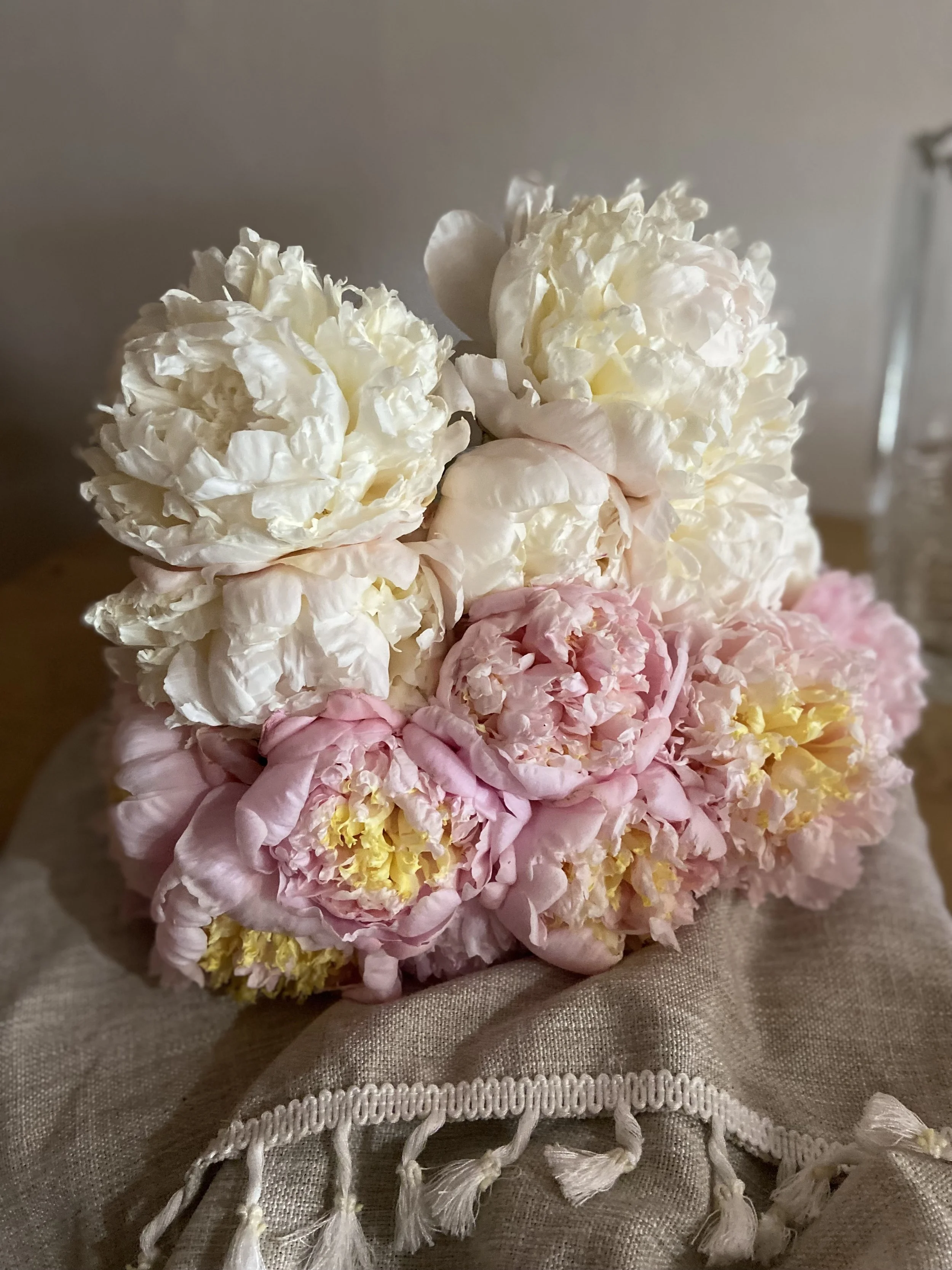 Alaska Prancing Peony Farms - Alaska fresh-cut peonies