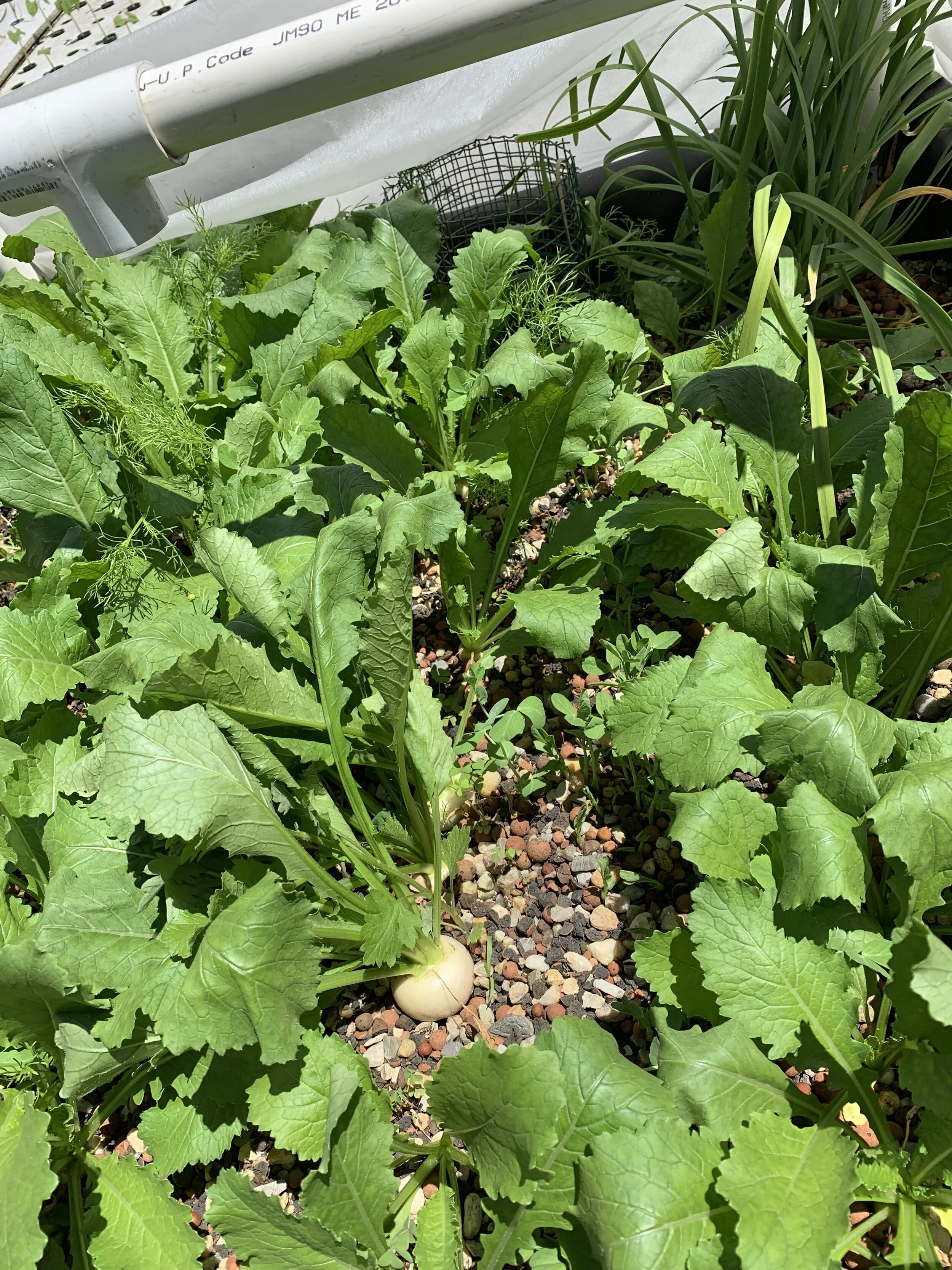 Gallery 1 — Oko Farms