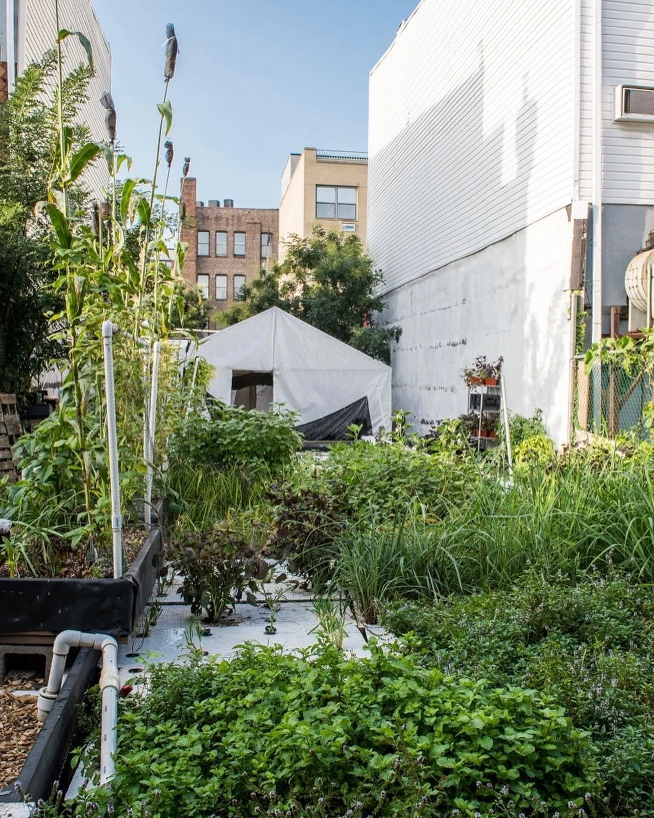 Aquaponics Intensive — Oko Farms