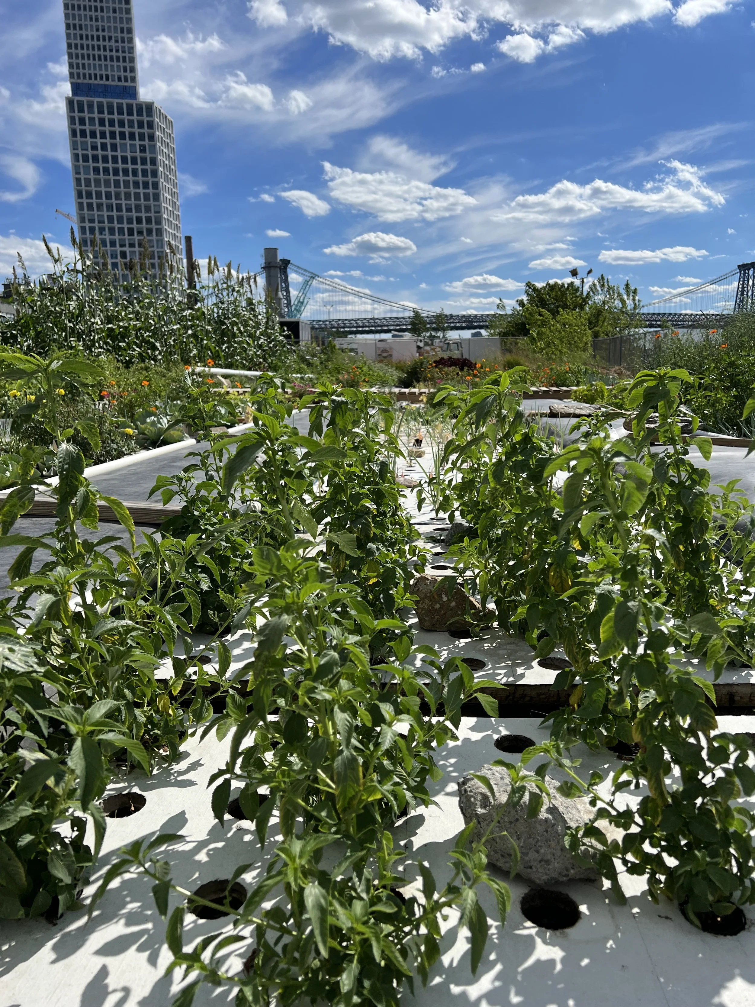 WORKSHOPS — Oko Farms