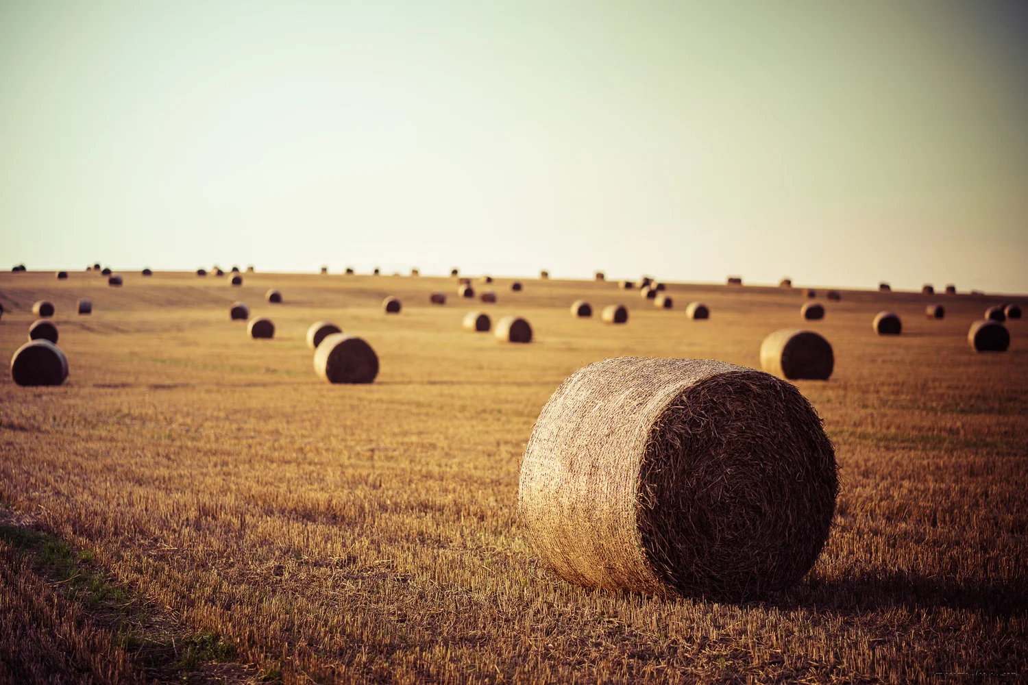 Dryland Hay, Pasture, & Reclamation — Treasure State Seed