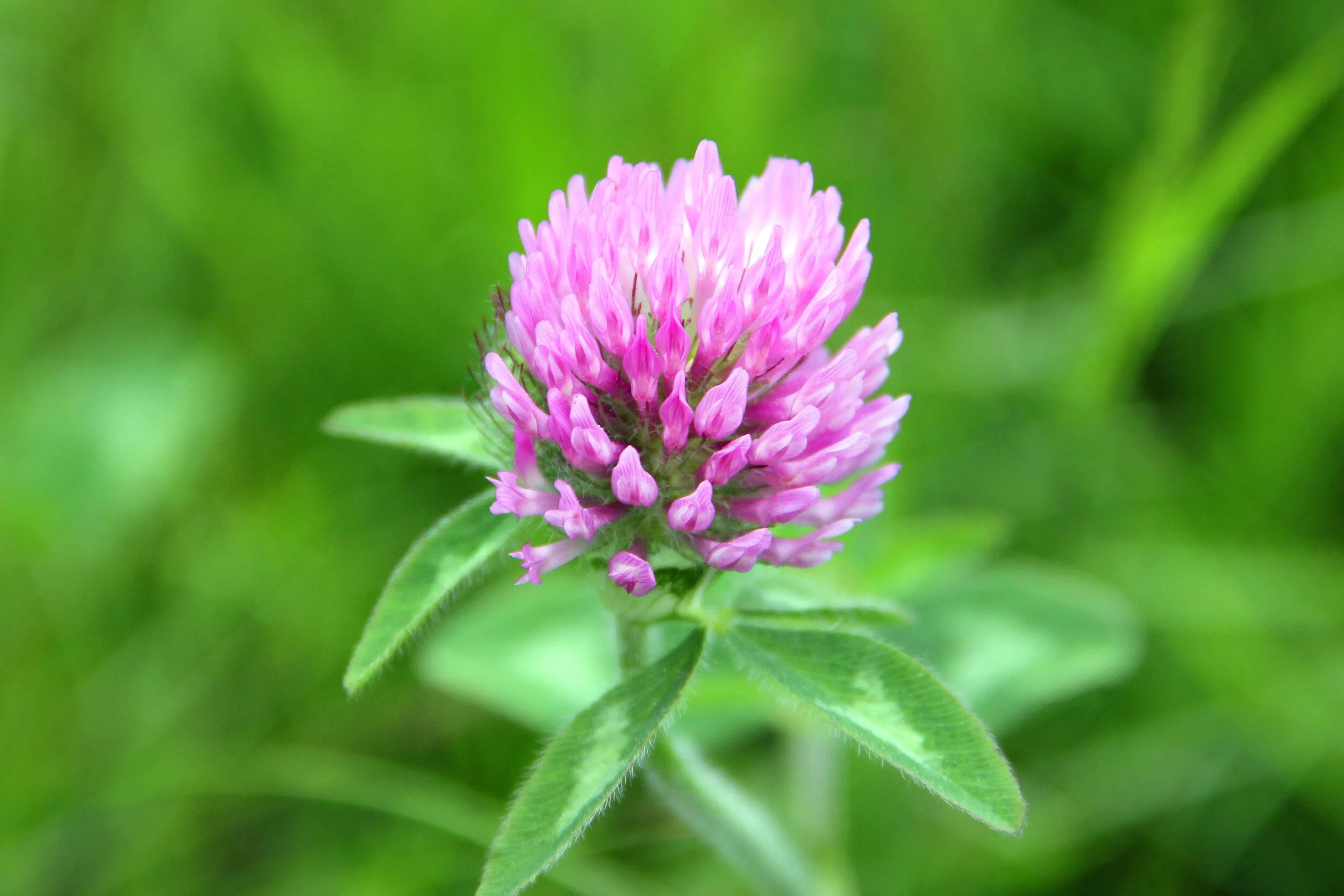 Clovers — Greener Valley Supply LLC