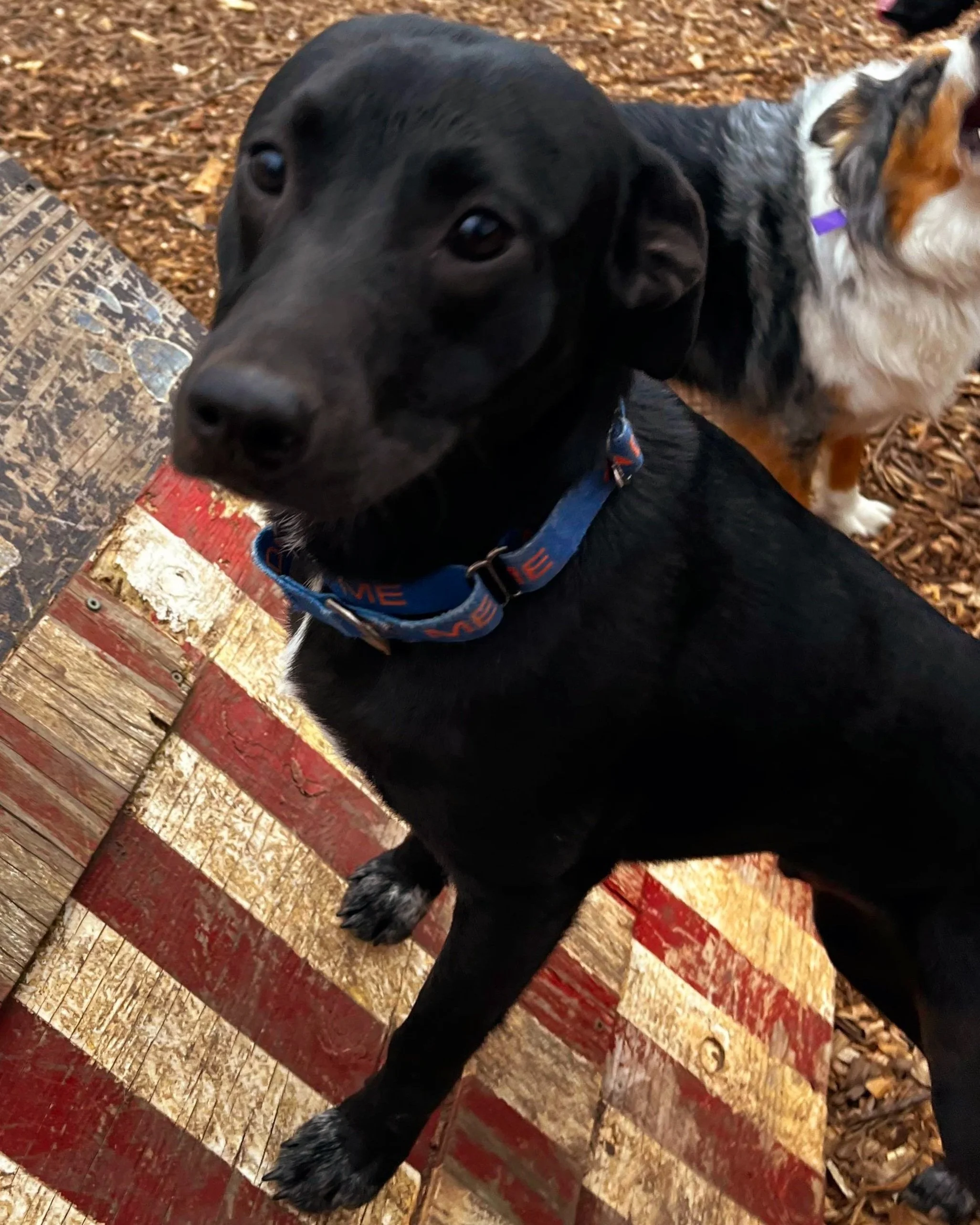Adoptable Animals — Wags Animal Rescue