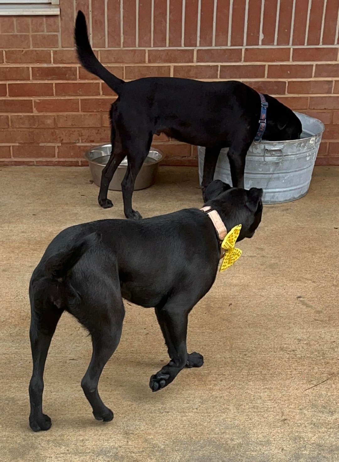 Adoptable Animals — Wags Animal Rescue