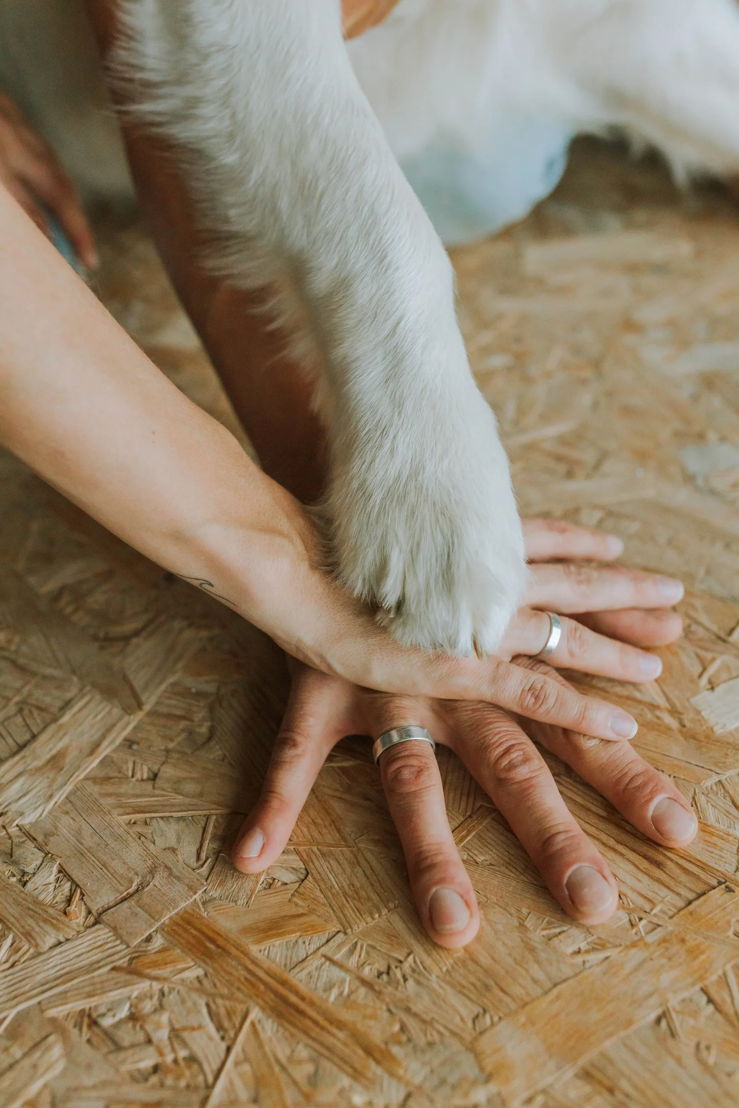 Wags Animal Rescue