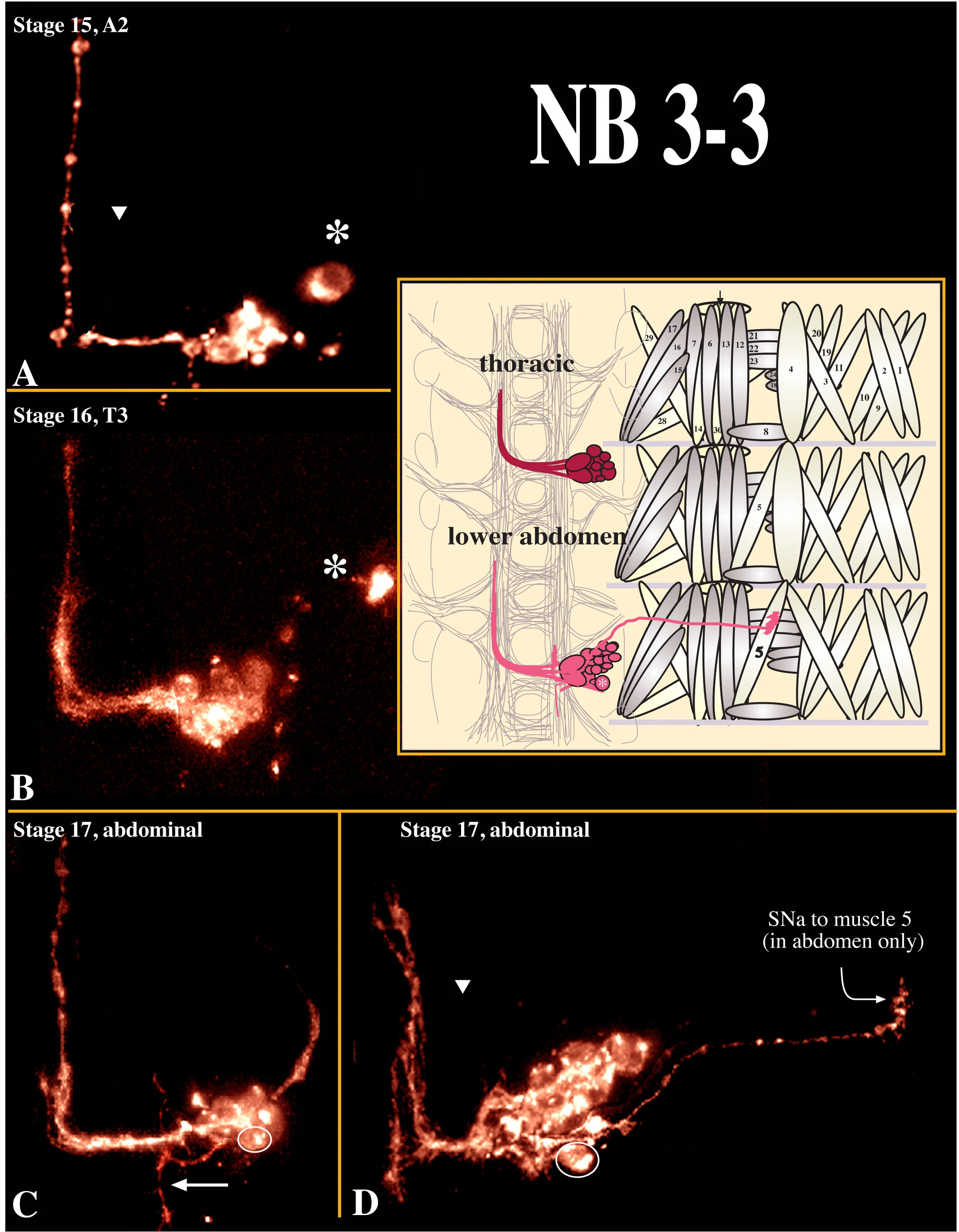 NB3-3 — Welcome to the Doe Lab