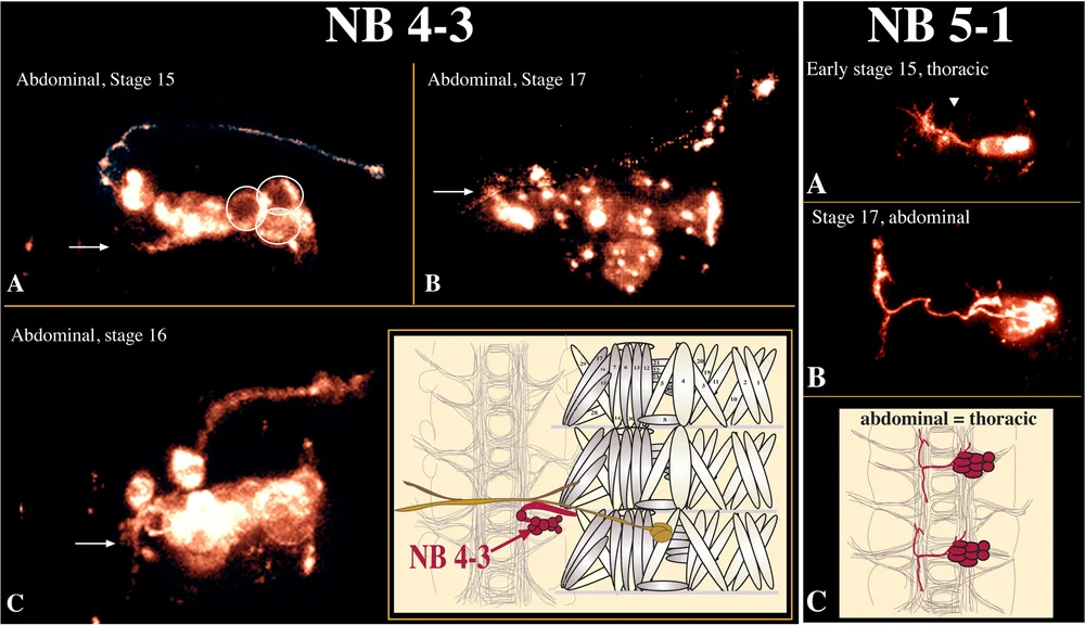 NB4-3 — Welcome to the Doe Lab