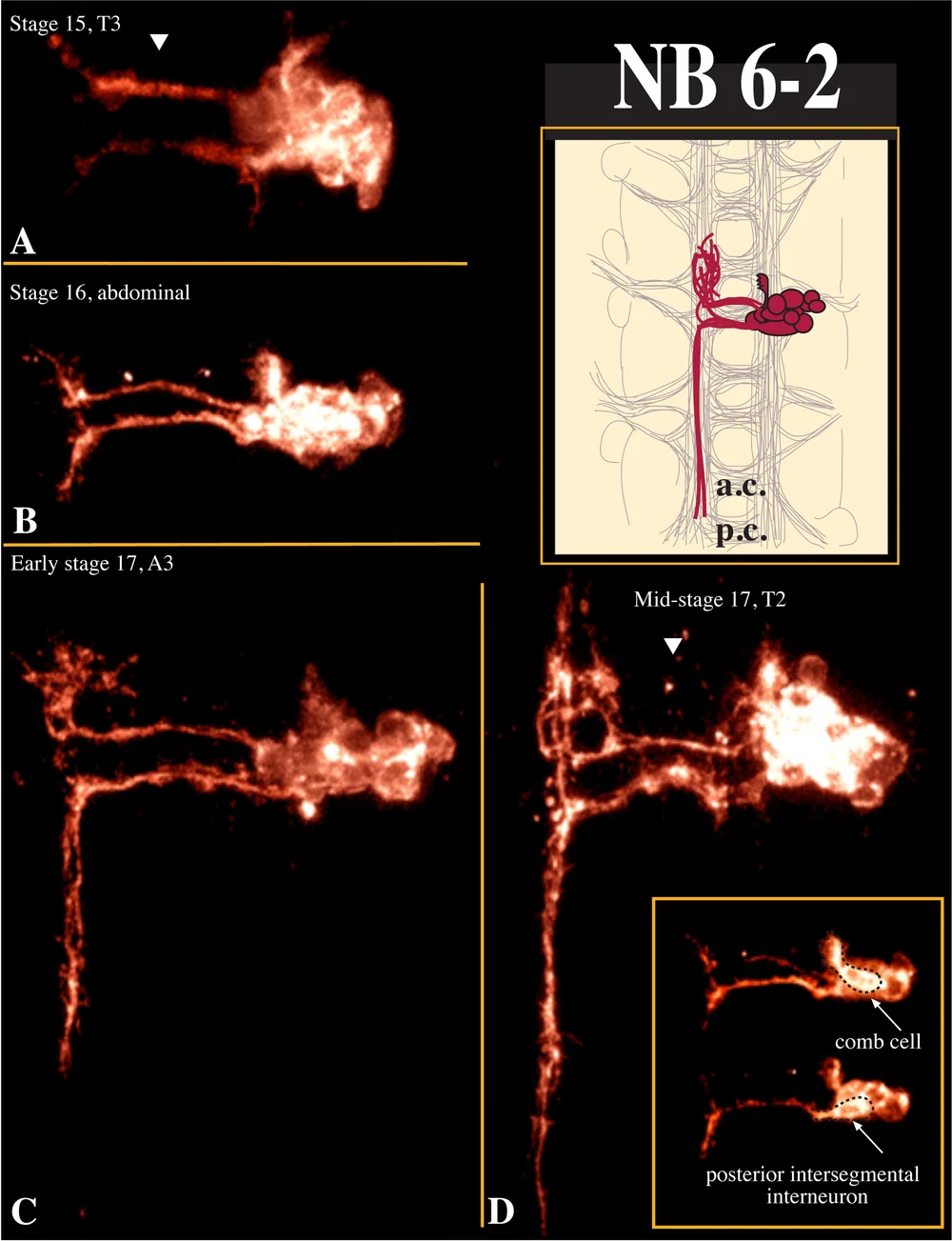 NB6-2 — Welcome to the Doe Lab