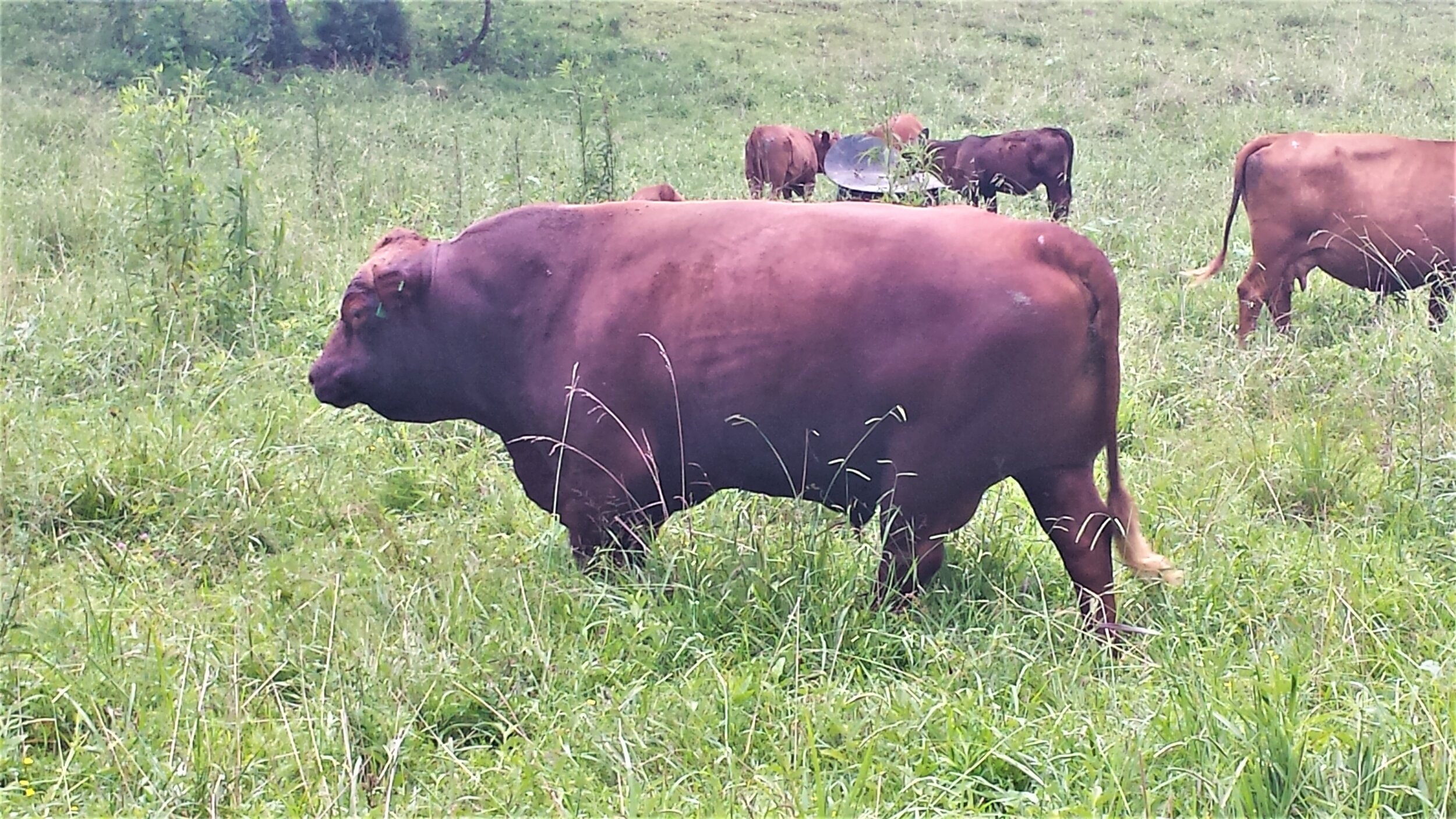 Our Livestock — Rainy Knob Ranch