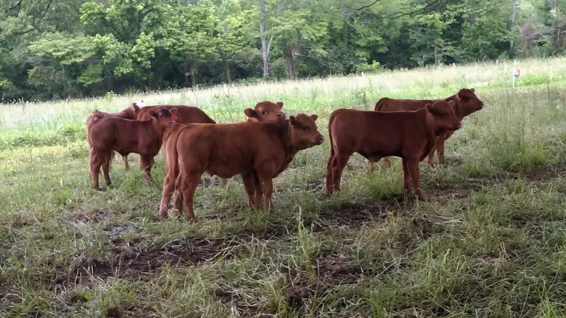 Our Livestock — Rainy Knob Ranch