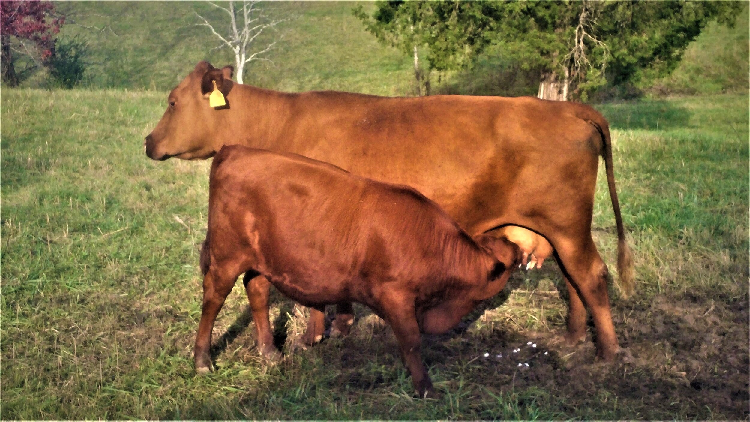 Our Livestock — Rainy Knob Ranch