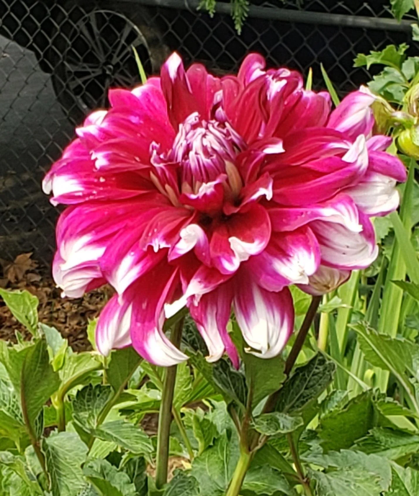 About Us — Transformational Wellness | Placerville