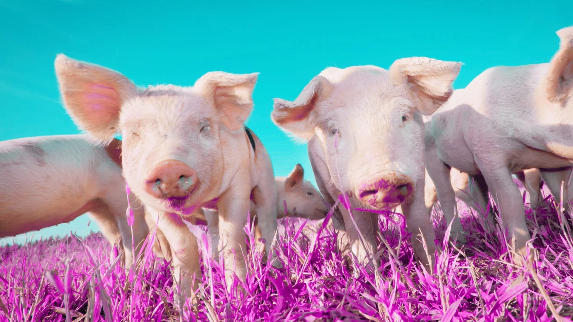 Abolition and harm to animinals — Abolitionist Futures