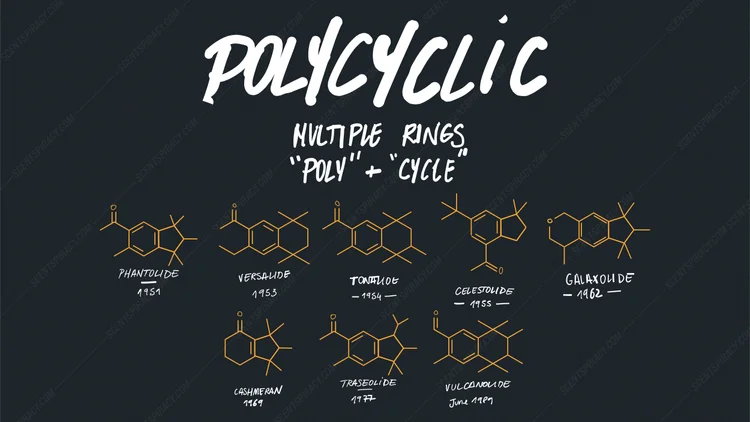 The Musks, an insight - Blog — Scentspiracy