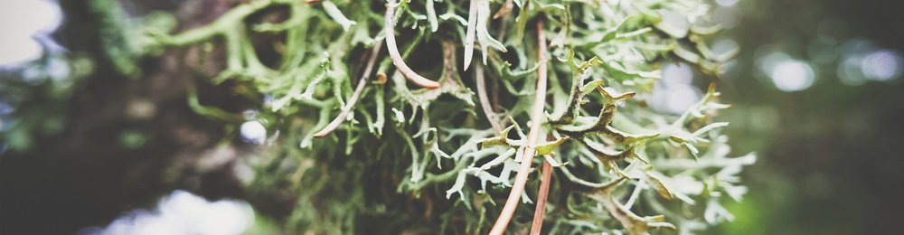 Perfume Formulation: Understanding the importance of Fixatives - Blog ...