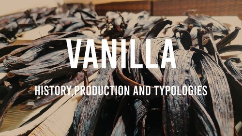 Vanilla: History, Production and Typologies - Blog — Scentspiracy