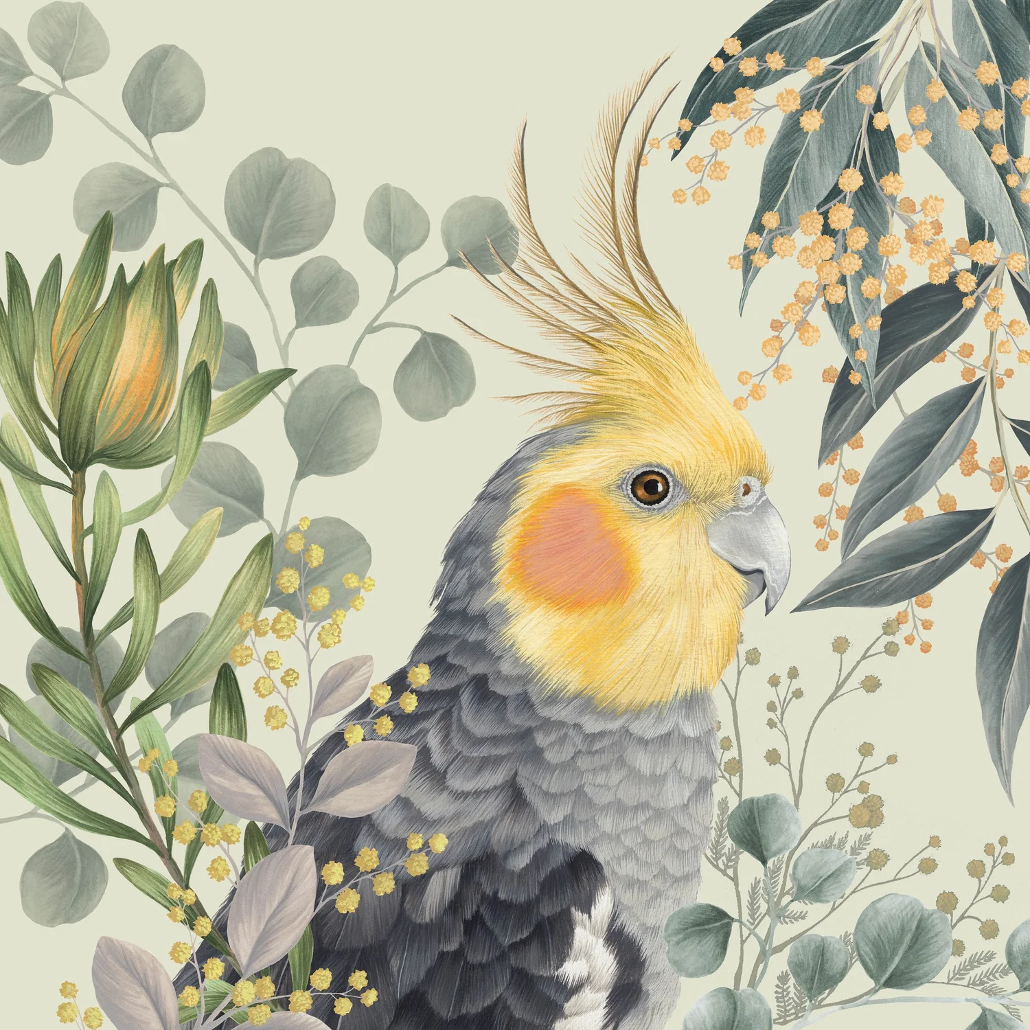 AUSTRALIAN BIRDS — Lauren Stringini