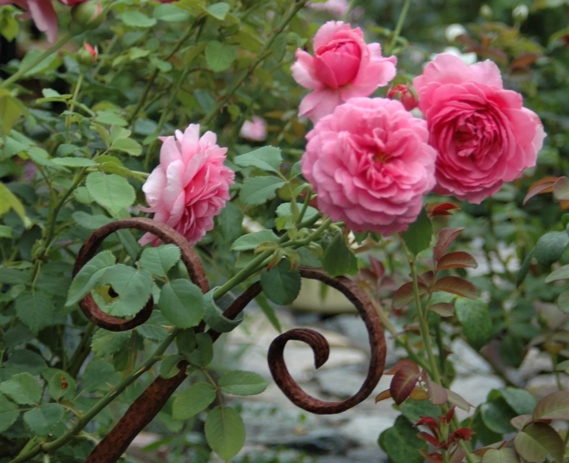 Reveling in Roses — English Garden Supplies