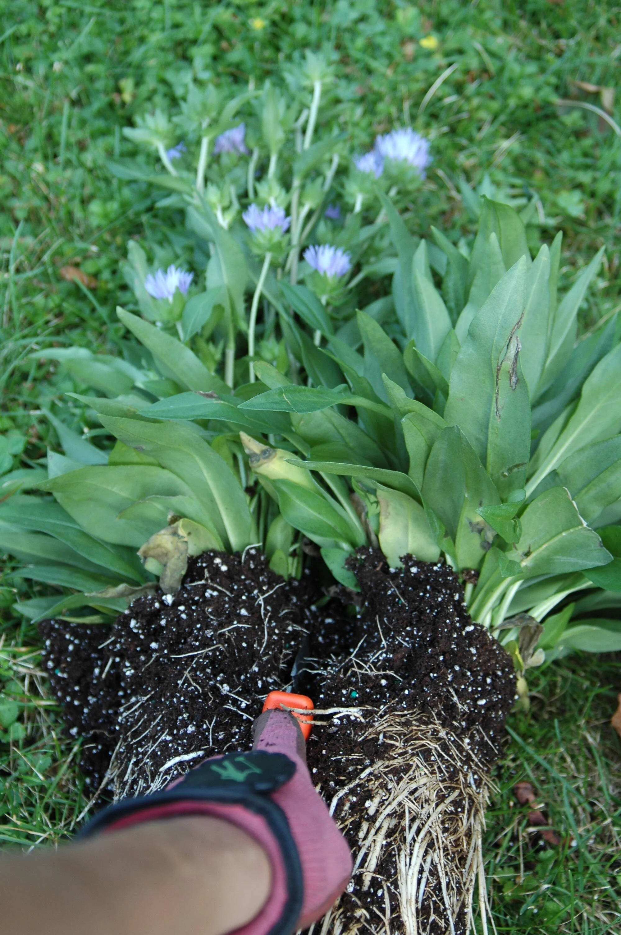 Heavy Duty Bulb Planter — English Garden Supplies
