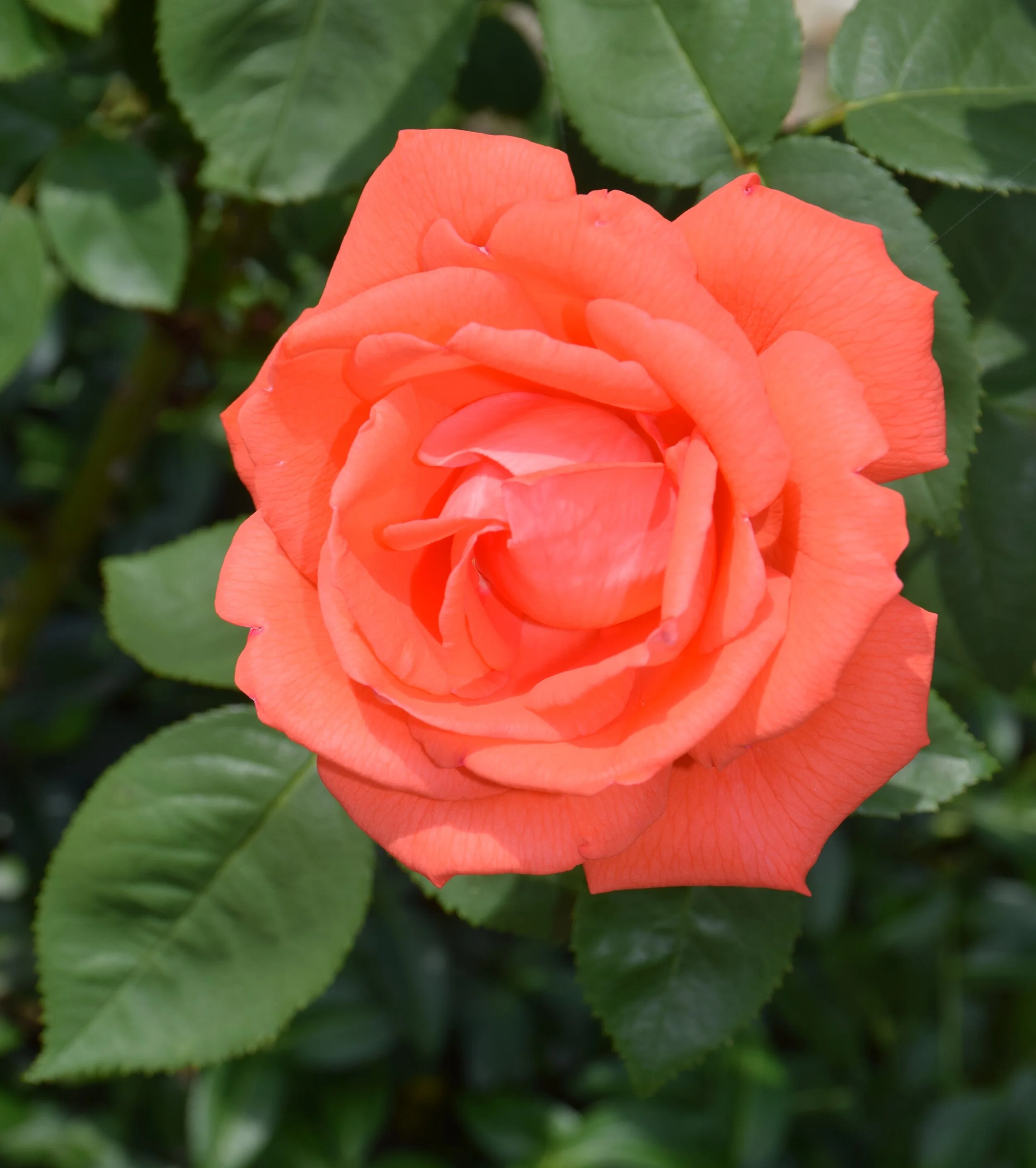 Reveling in Roses — English Garden Supplies