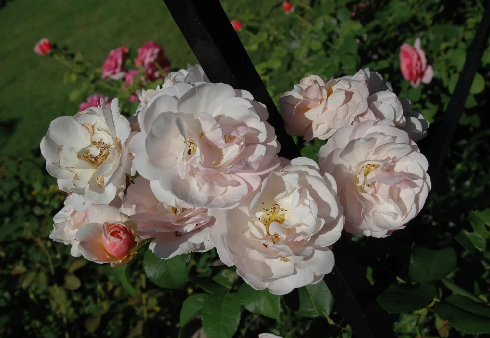 Reveling in Roses — English Garden Supplies